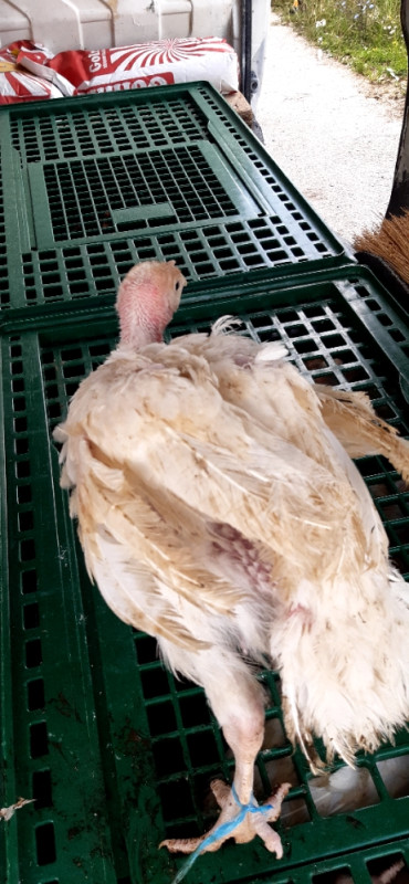 curici tovni - Ćurke - OLX.ba