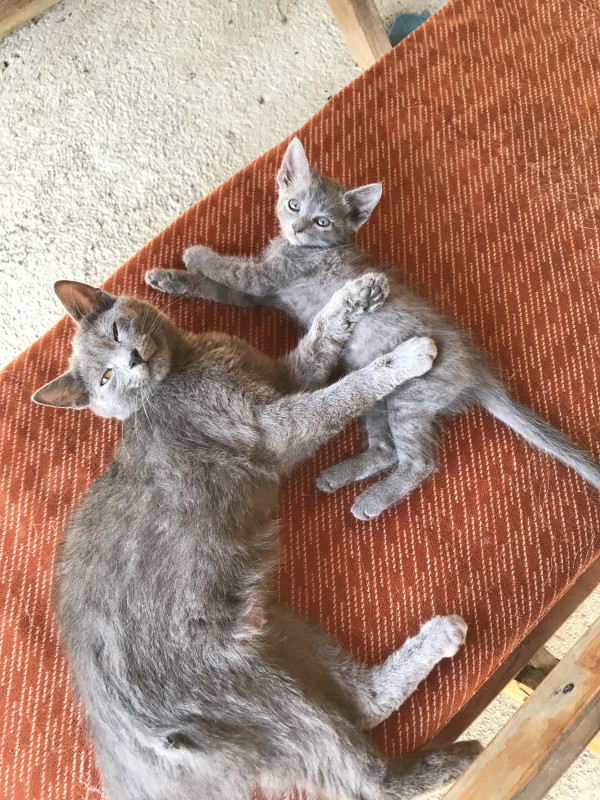 Ruska plava macka i njeno mače - Mačke - OLX.ba