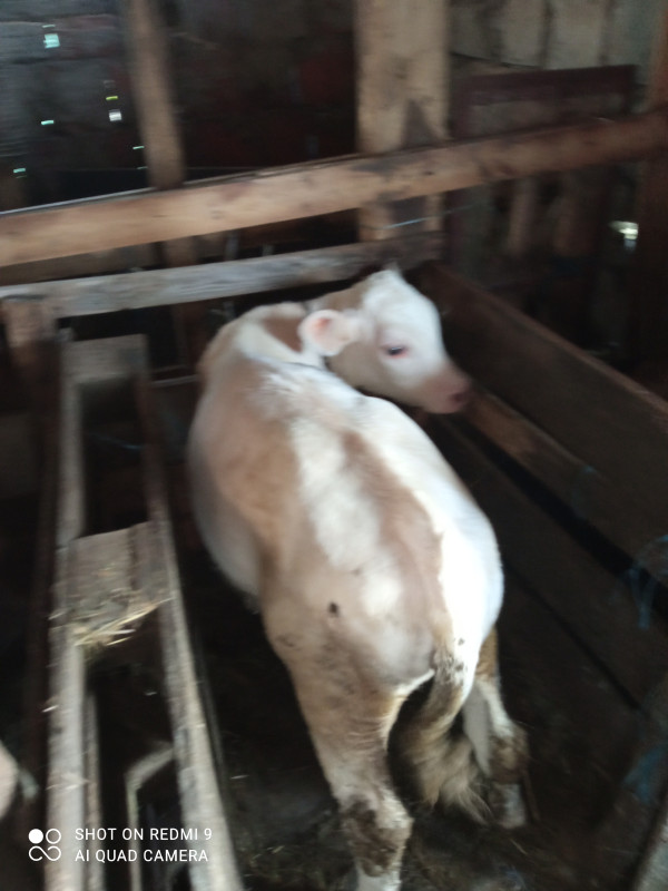 Prodajem ženska telad - Krave - OLX.ba