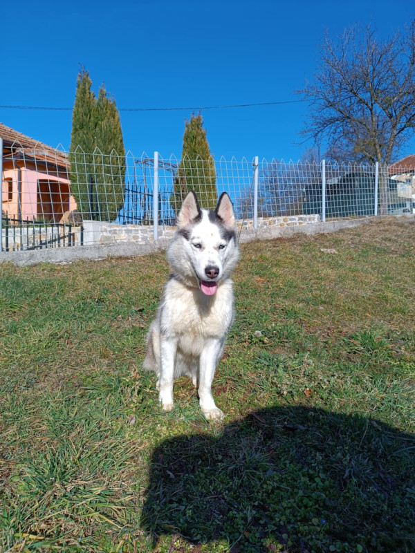 Sibirski Haski - Psi i Štenad - OLX.ba