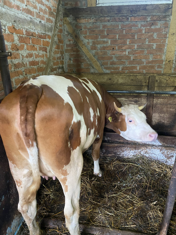 Steona junica - Krave - OLX.ba