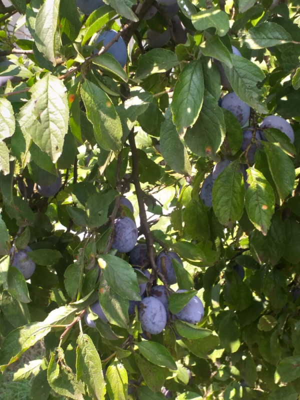 Domace sljive pozegace - Džem i pekmez - OLX.ba