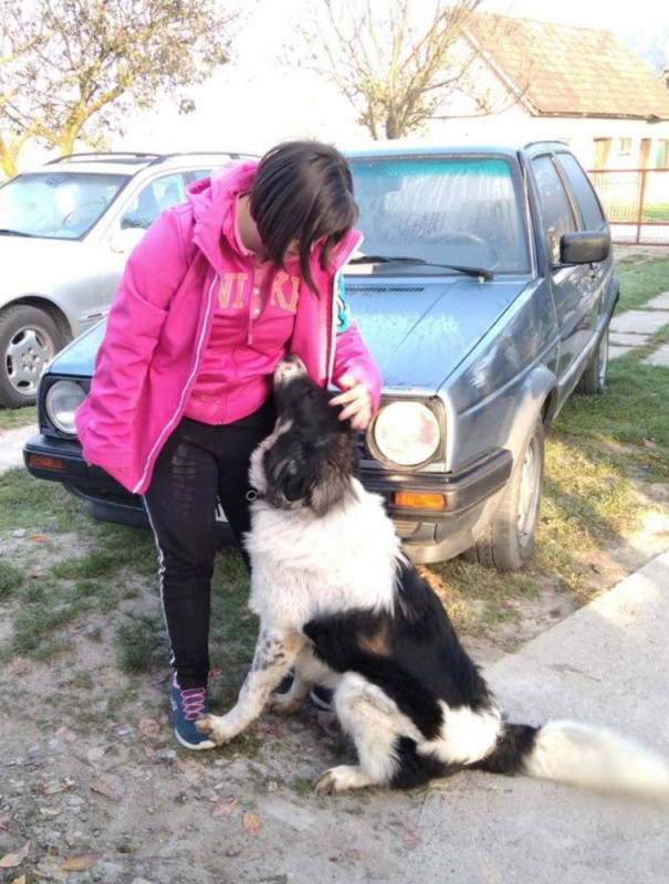 Tornjak na poklon - Poklanjam (darujem) - OLX.ba