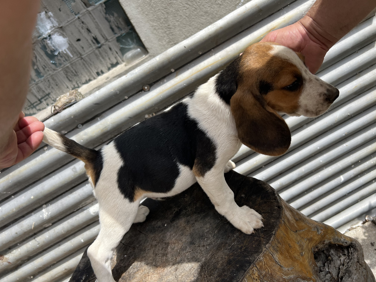 Bigl stenci - Psi i Štenad - OLX.ba