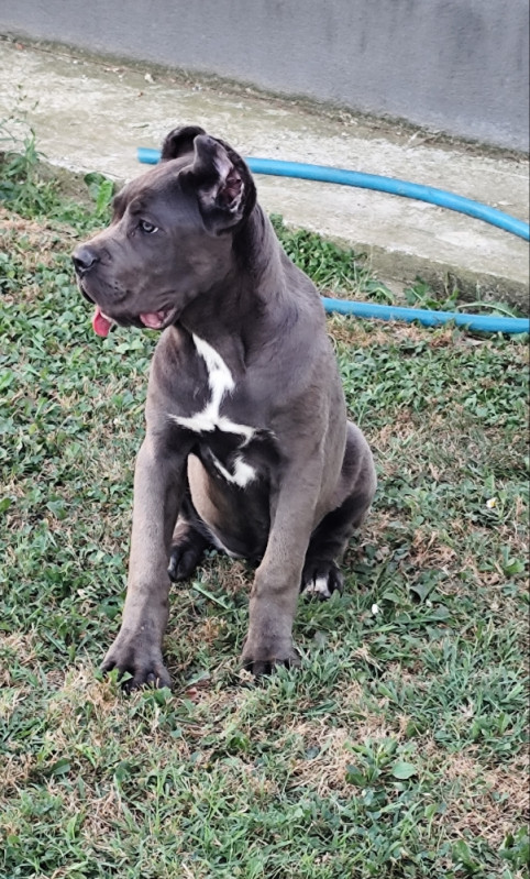 Cane Corso - Psi i Štenad - OLX.ba