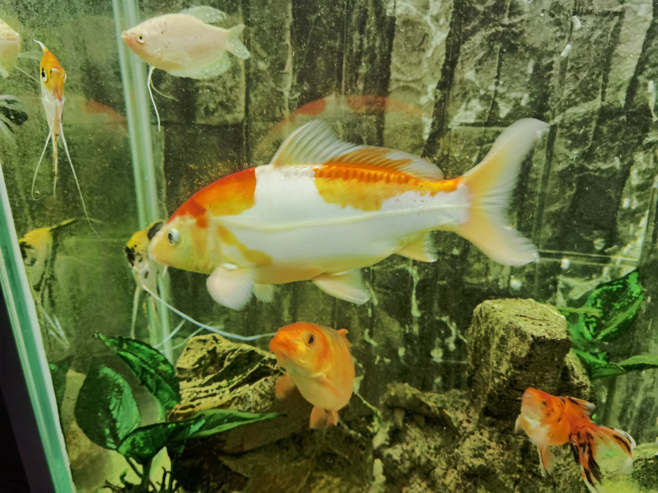 Koi saran 25-30cm 2komada - Ribice - OLX.ba