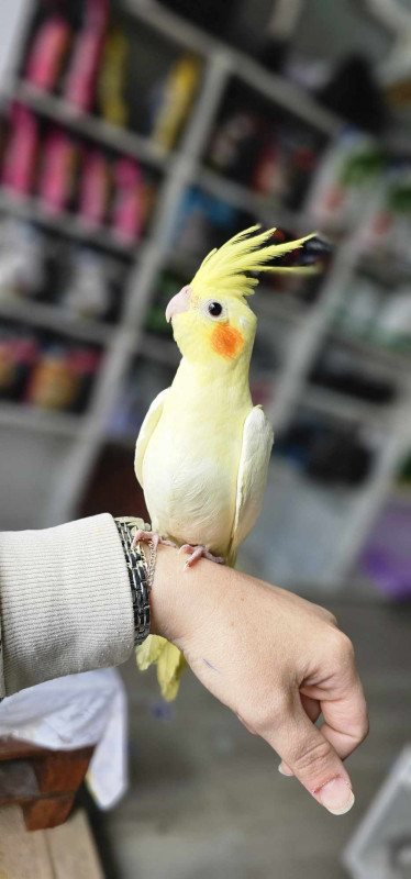 Papagaj nimfa RUCNO HRANJENA (pitoma) - Ptice - OLX.ba