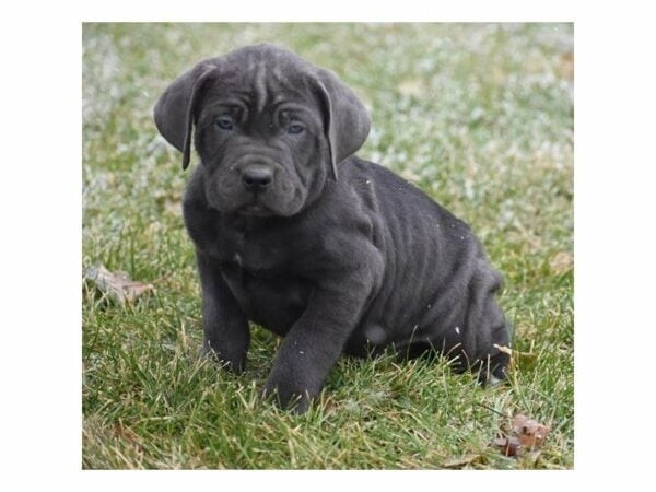 Cane corso - Psi i Štenad - OLX.ba
