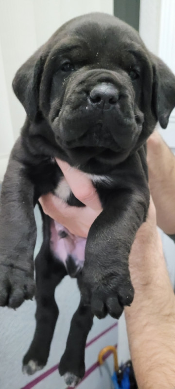 Cane corso - Psi i Štenad - OLX.ba
