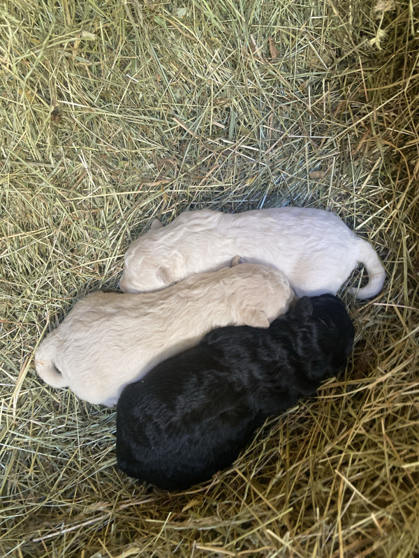 Pulin cuko - Psi i Štenad - OLX.ba