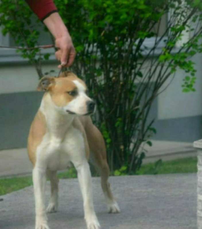 Americki staford AST Amstaff na POKLON - Poklanjam (darujem) - OLX.ba