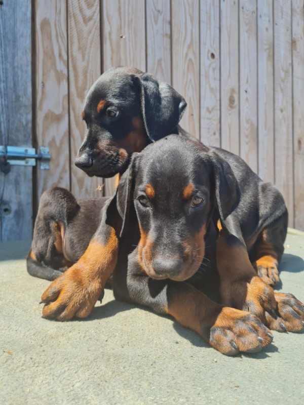 Doberman štenad - Psi i Štenad - OLX.ba