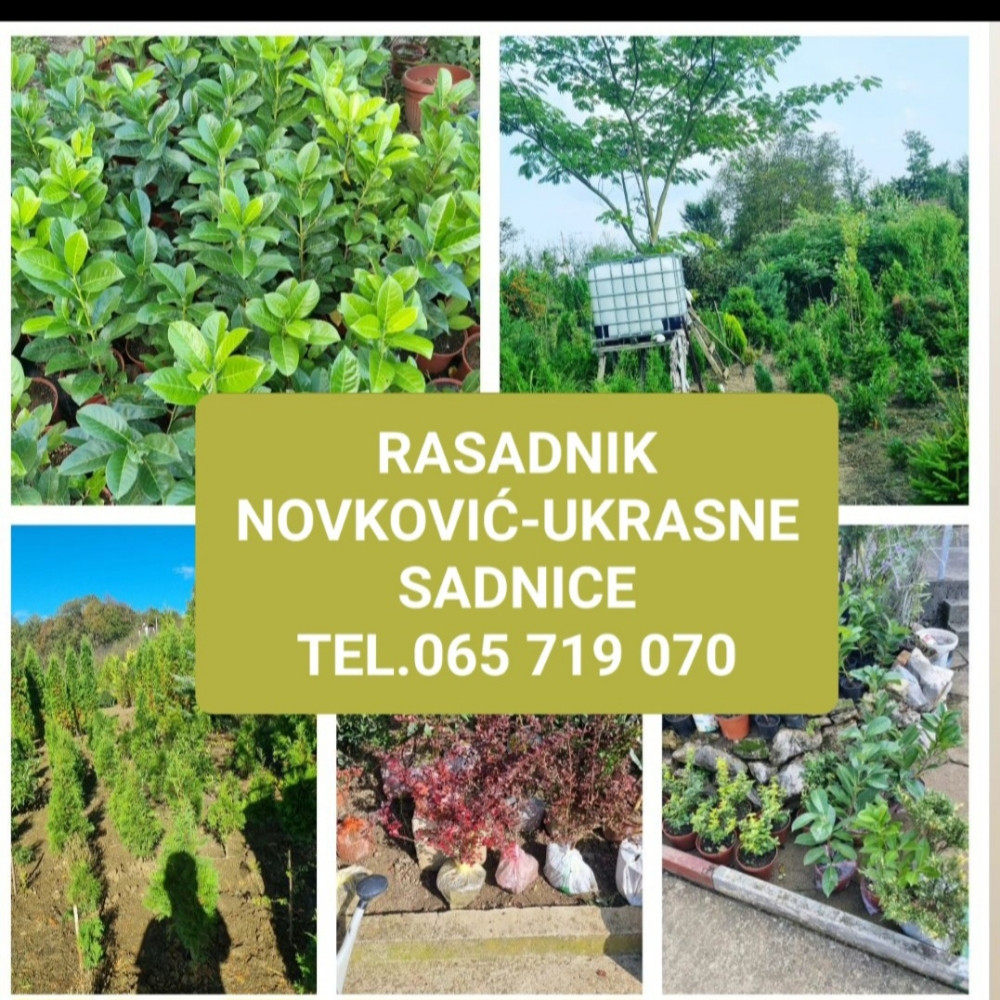 Ukrasne sadnice - Sadnice - OLX.ba