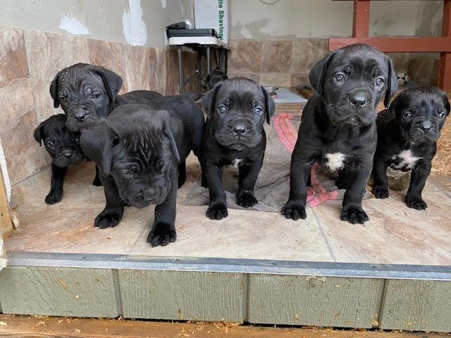 Cane corso - Psi i Štenad - OLX.ba