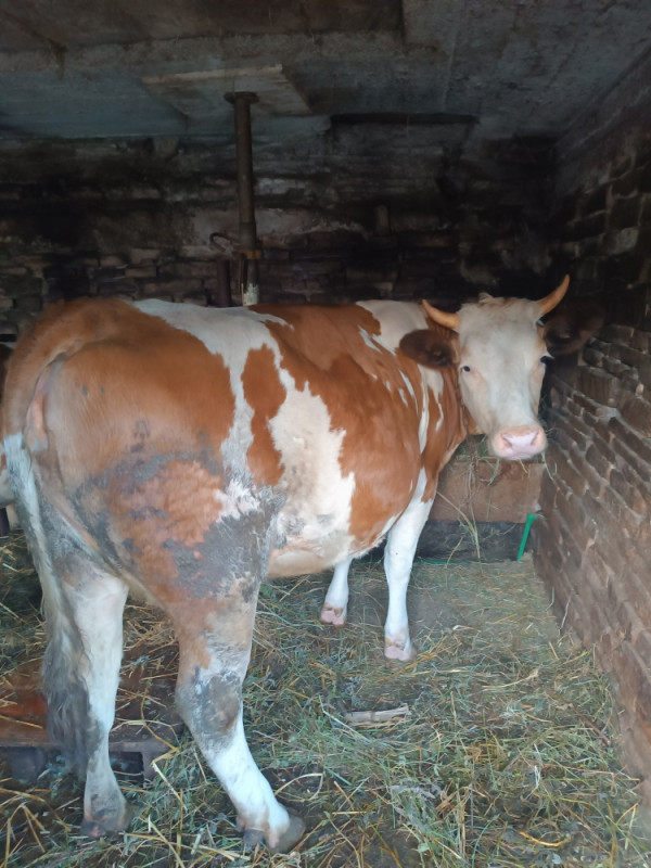 Junica steona 9-ti mjesec - Krave - OLX.ba