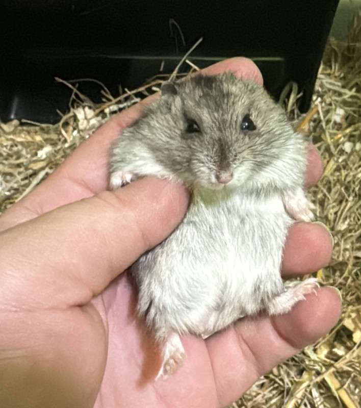 Hrcak Leming - Ostalo - OLX.ba