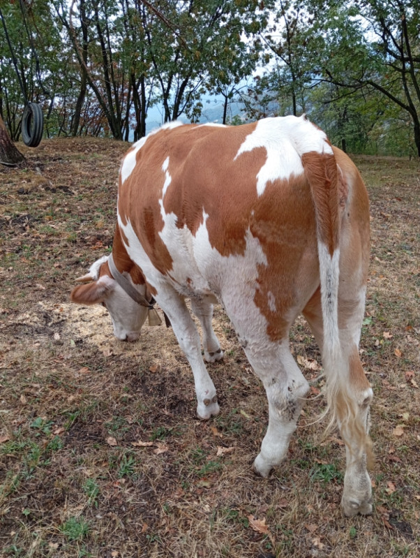 Junica simental - Krave - OLX.ba