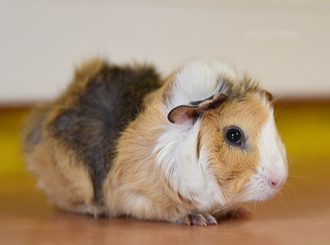 Poklanjam / na poklon zamorac / morsko prase - Poklanjam (darujem) - OLX.ba