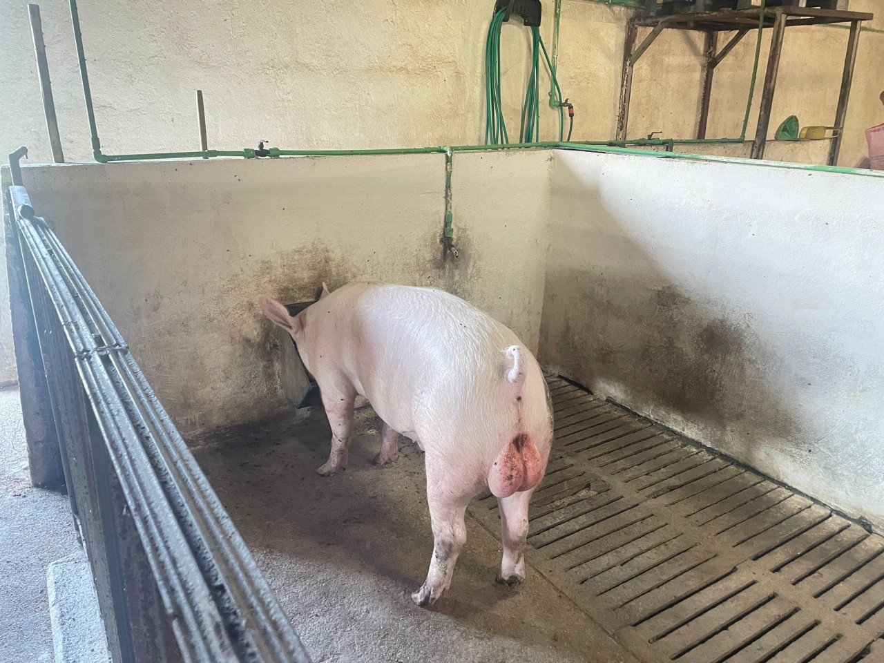 mladi nerast jorksir - Svinje - OLX.ba