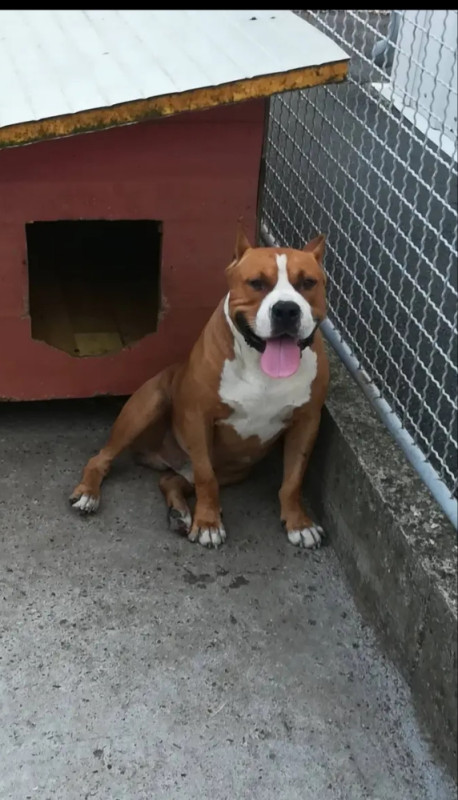 Americki Staford spreman za parenje - Psi za parenje - OLX.ba