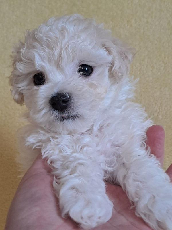 toy pudla - Psi i Štenad - OLX.ba