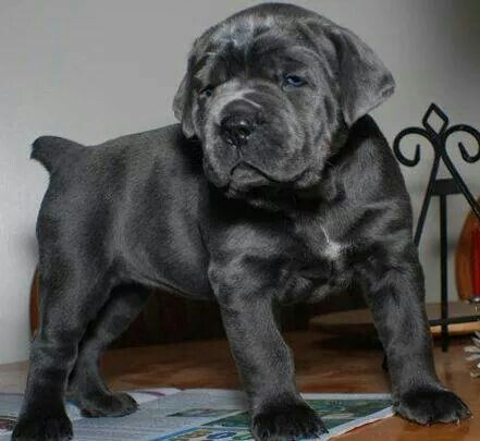 Cane corso - Psi i Štenad - OLX.ba