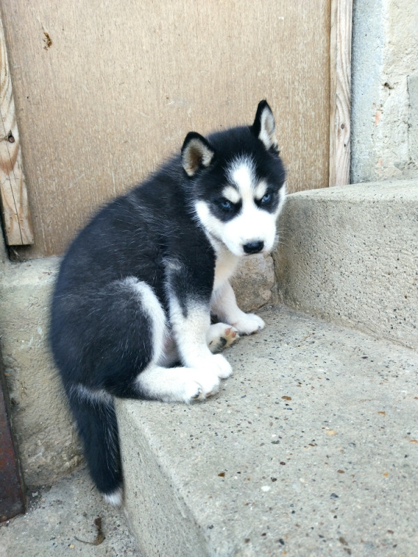 Sibirski haski štene - Psi i Štenad - OLX.ba