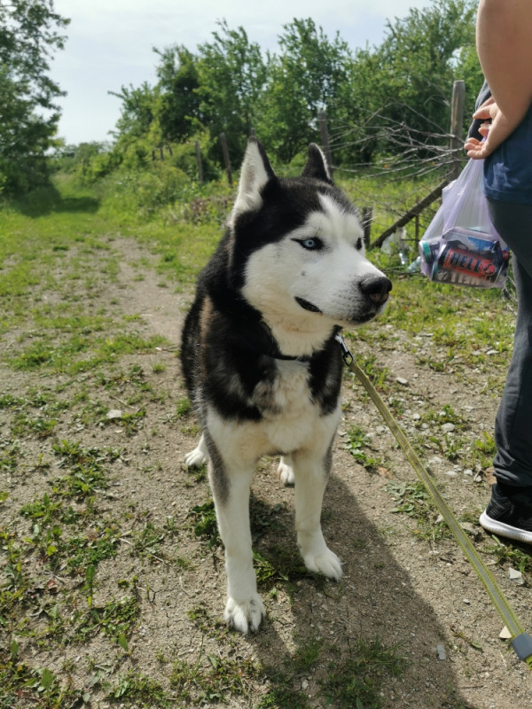 Haski Muzijak - Psi za parenje - OLX.ba