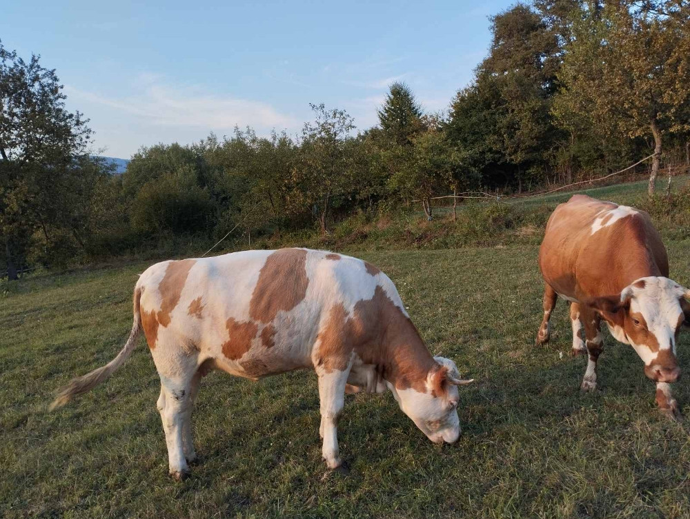 Steona Junica - Krave - OLX.ba