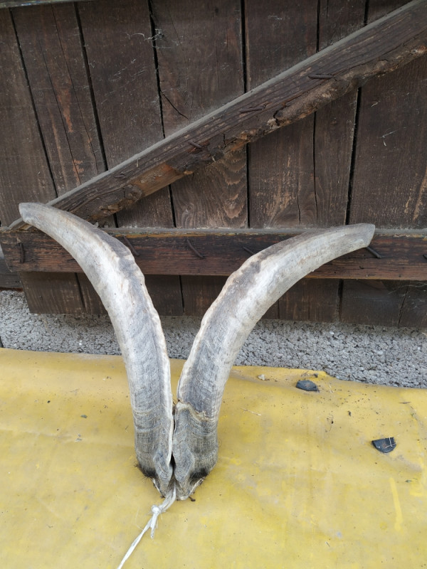 ROGOVI OD JARCA - Koze - OLX.ba