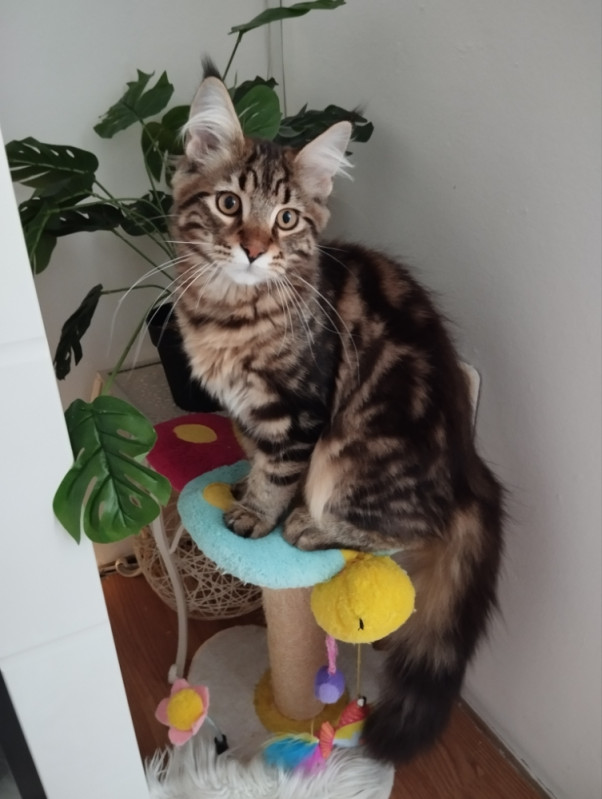 Maine Cone mačka - Mačke - OLX.ba