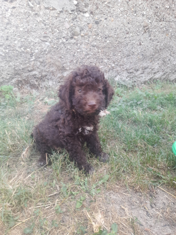 Stenad lagotto romagnolo - Psi i Štenad - OLX.ba