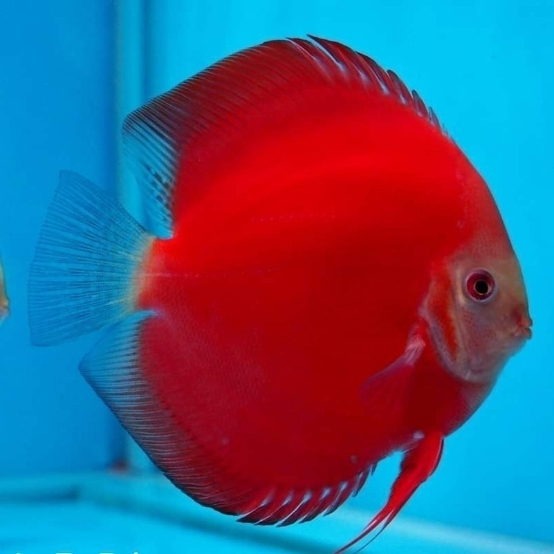 Diskus ribica - Ribice - OLX.ba