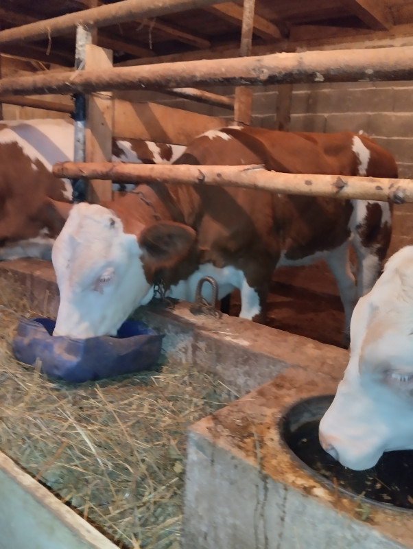 Junica simental - Krave - OLX.ba