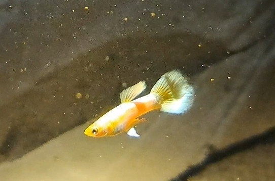 Gold Guppy Gupi - Ribice - OLX.ba