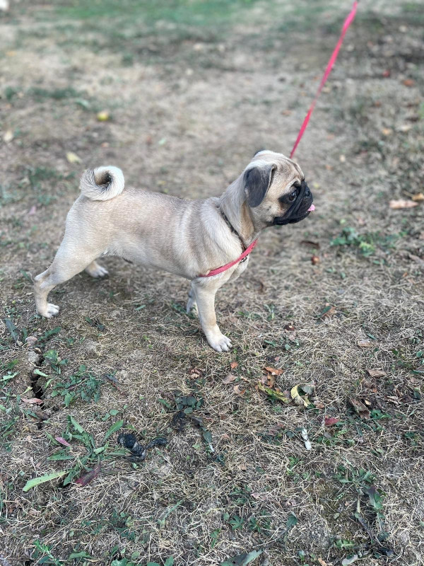 MOPS štene - Psi i Štenad - OLX.ba