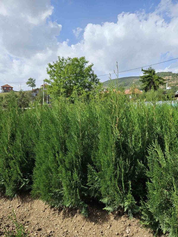 Čempresi tuje prva klasa - Sadnice - OLX.ba