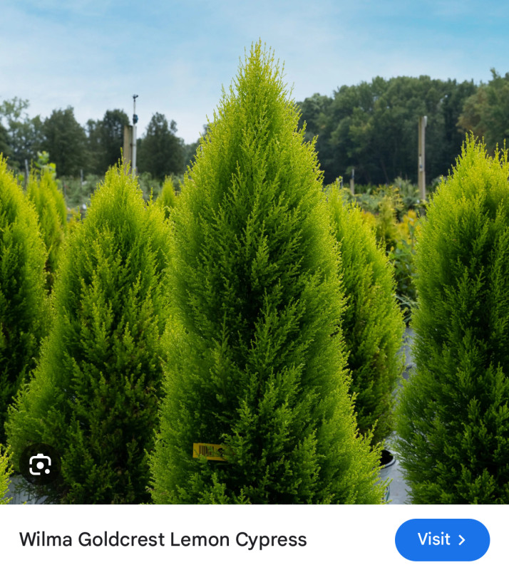 tuje goldcrest wilma - Sadnice - OLX.ba