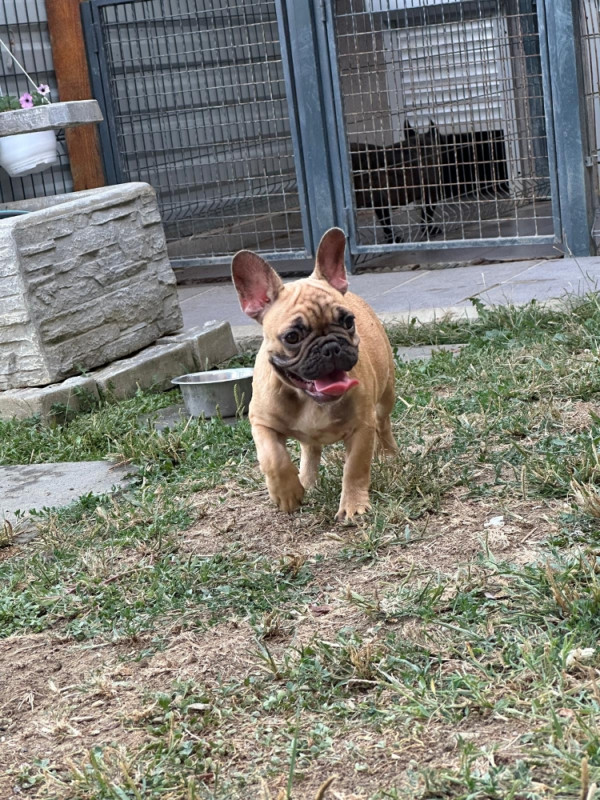 Francuski buldog stenad - Psi i Štenad - OLX.ba