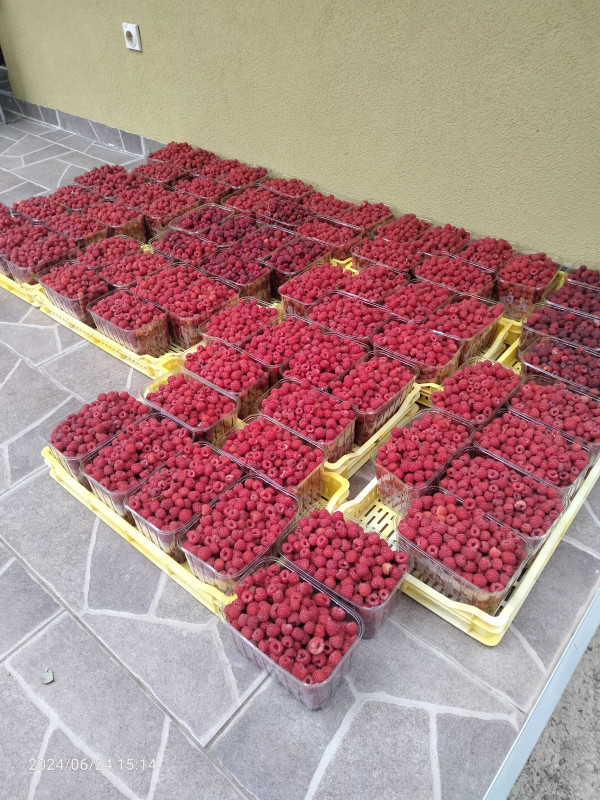 Sadnice maline Fertodi - Sadnice - OLX.ba