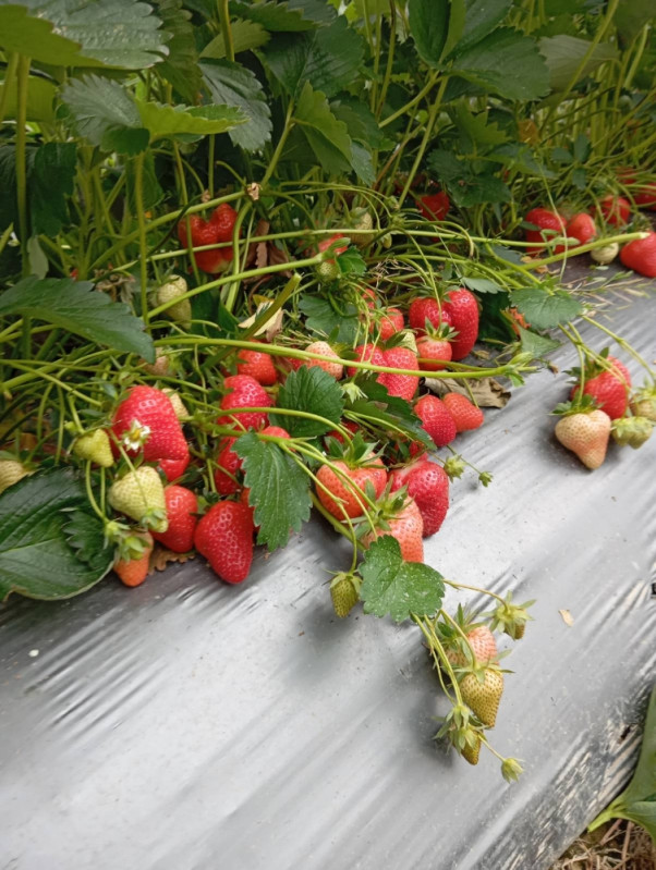 FRIGO Sadnice jegode sadnica jagoda - Sadnice - OLX.ba