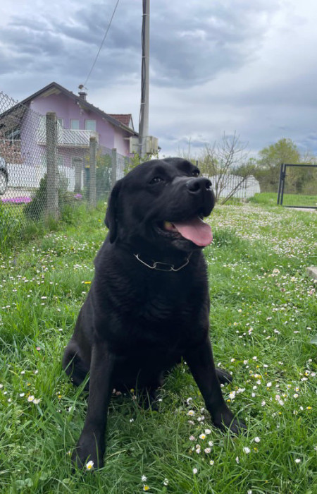Pas labrador za parenje - Psi za parenje - OLX.ba