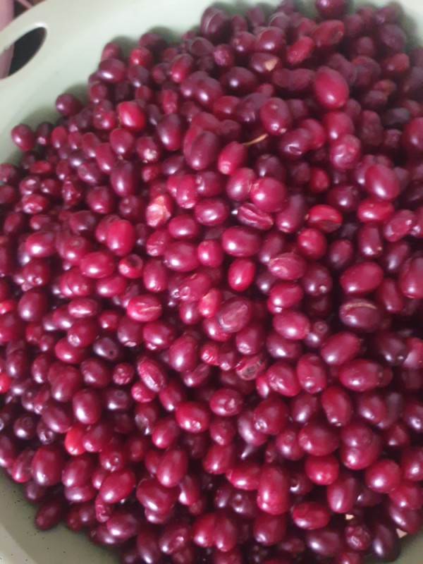 Drenjak dren drujenjak - Voće - OLX.ba