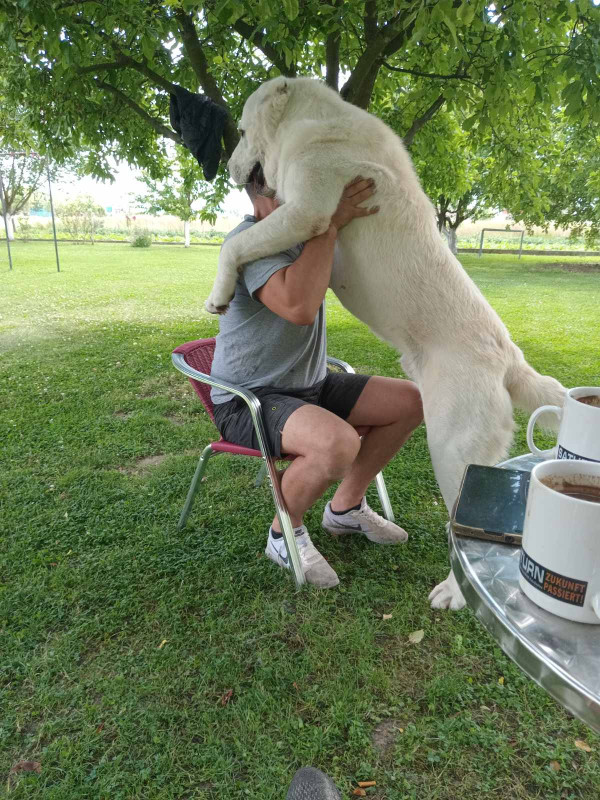 Srednjeazijski ovčar, alabaj, azijat za priplod. - Oprema/pribor za pse ...