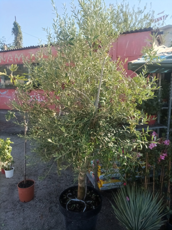 STABLO MASLINE Maslina 2,5m SA PLODOVIMA *BESPLATNA DOSTAVA* - Biljke i ...