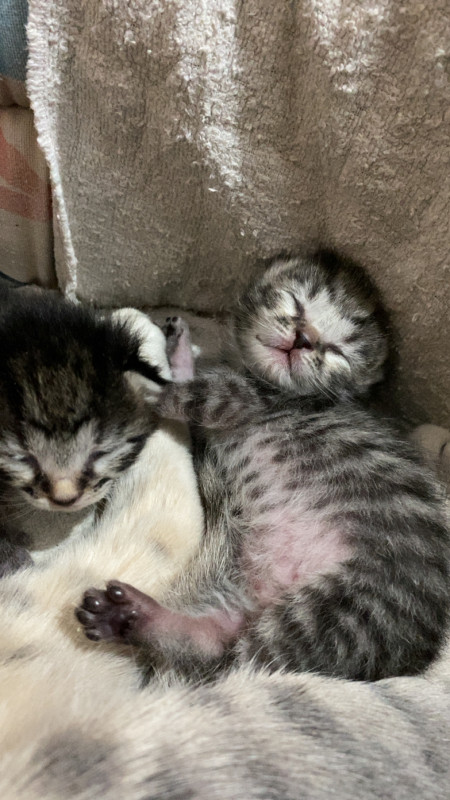 Macici britanski kratkodlaki - Mačke - OLX.ba