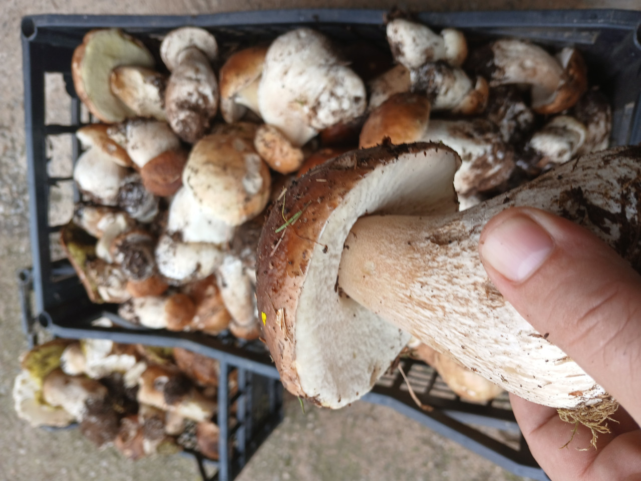 Gljive vrganji - Ostali biljni proizvodi - OLX.ba