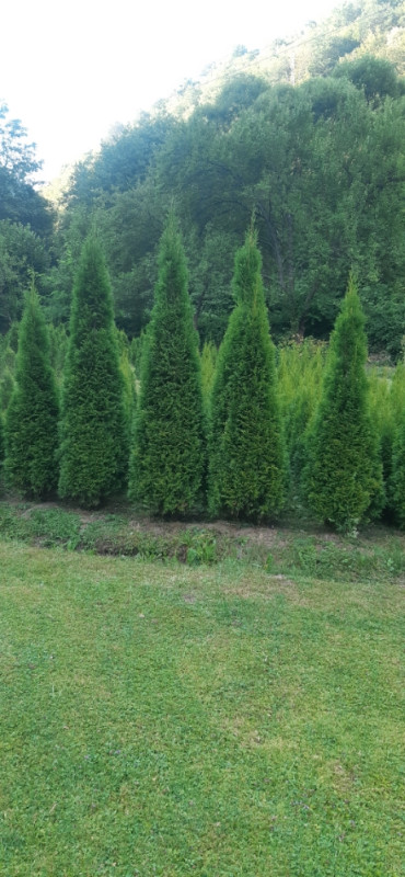 Tuja tuje smaragd čempresi 80-170 cm - Sadnice - OLX.ba