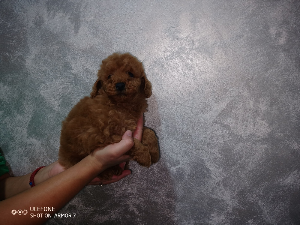 Pudla toy - Psi i Štenad - OLX.ba