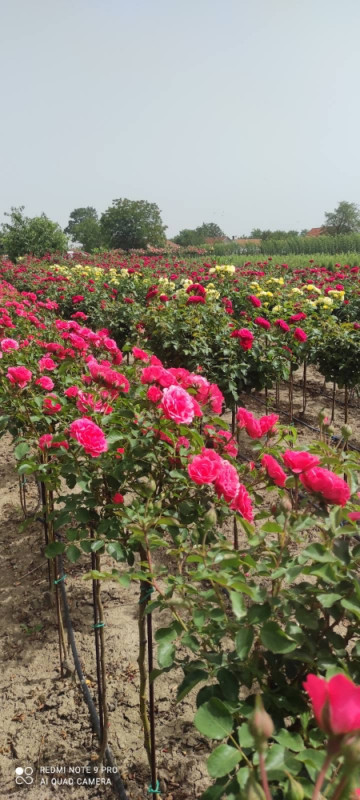 Ruze na stapu stablasice stubaste ruze - Sadnice - OLX.ba